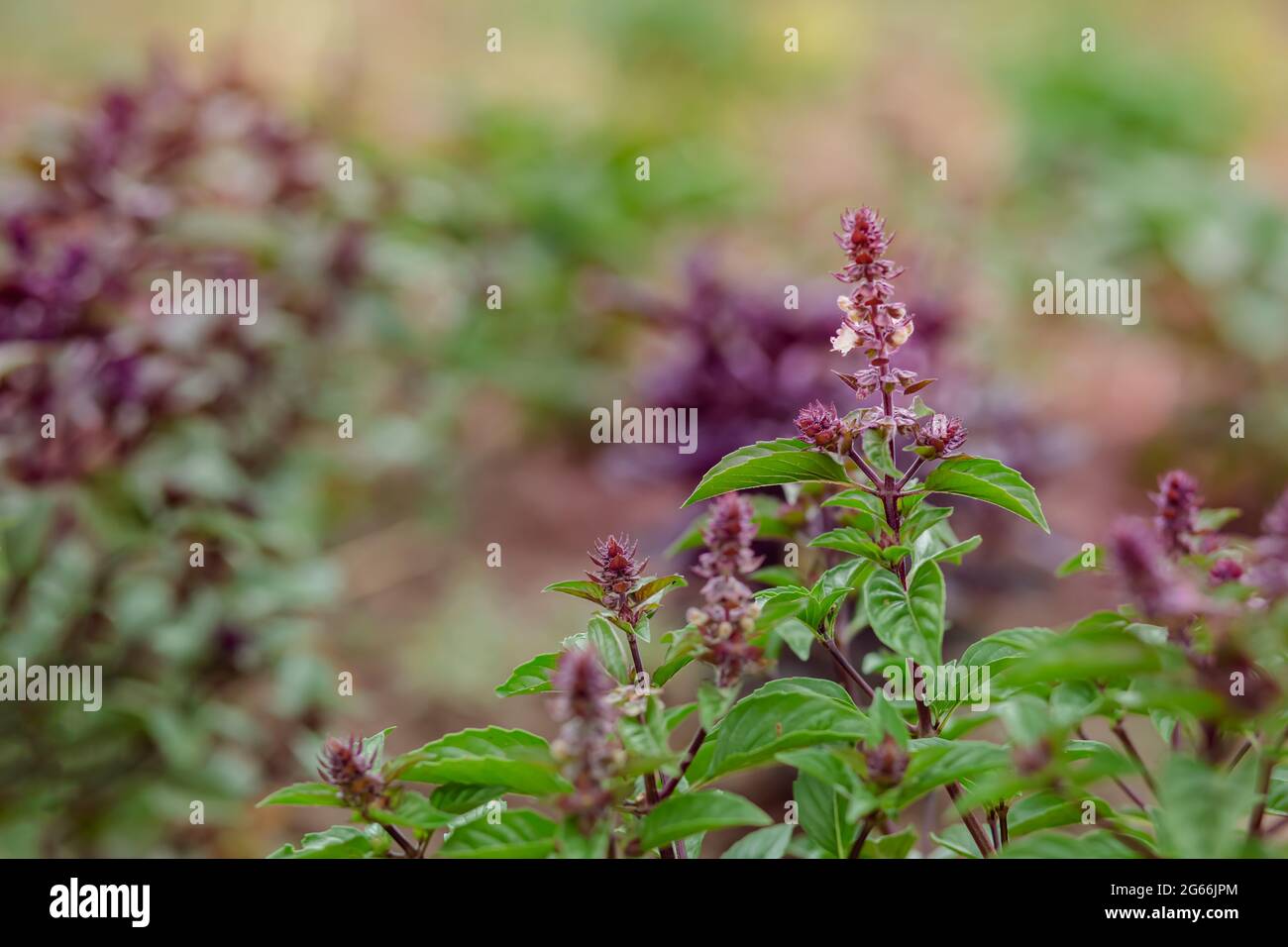 Green and purple field basil with stems, leaves. Fresh herbs for spices ...