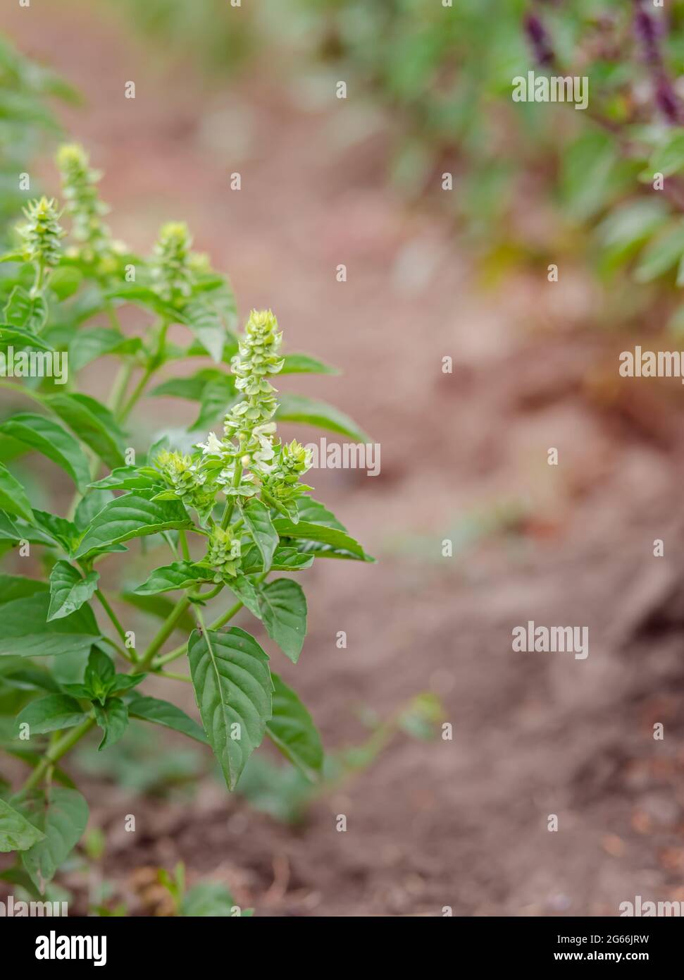 Green and purple field basil with stems, leaves. Fresh herbs for spices ...