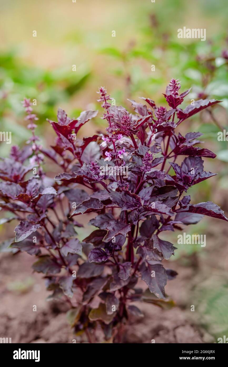 Green and purple field basil with stems, leaves. Fresh herbs for spices ...