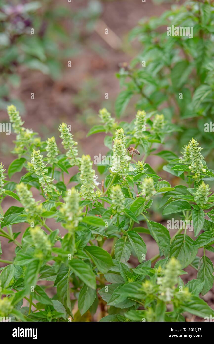 Green and purple field basil with stems, leaves. Fresh herbs for spices ...