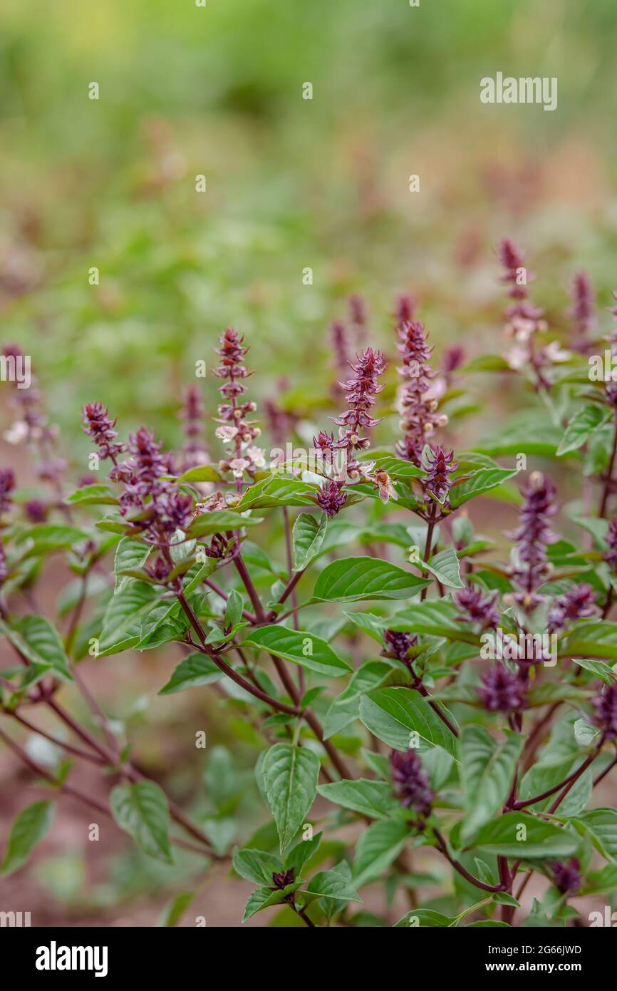 Green and purple field basil with stems, leaves. Fresh herbs for spices ...