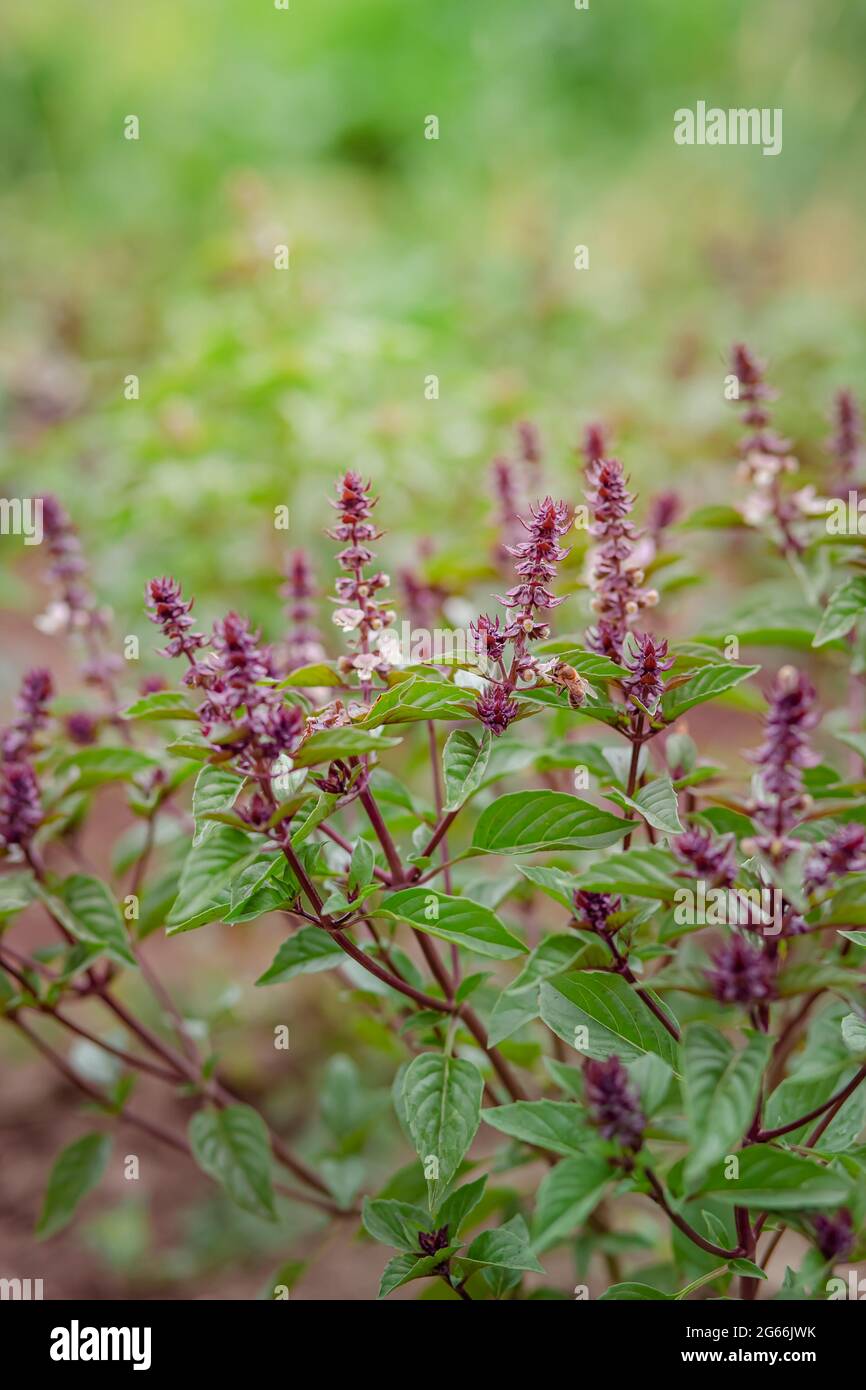 Green and purple field basil with stems, leaves. Fresh herbs for spices ...