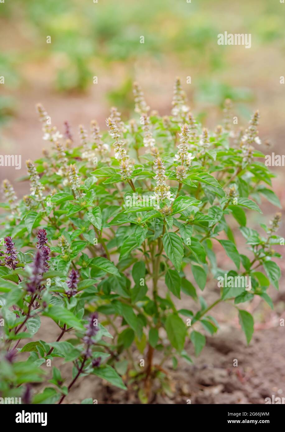 Green and purple field basil with stems, leaves. Fresh herbs for spices ...