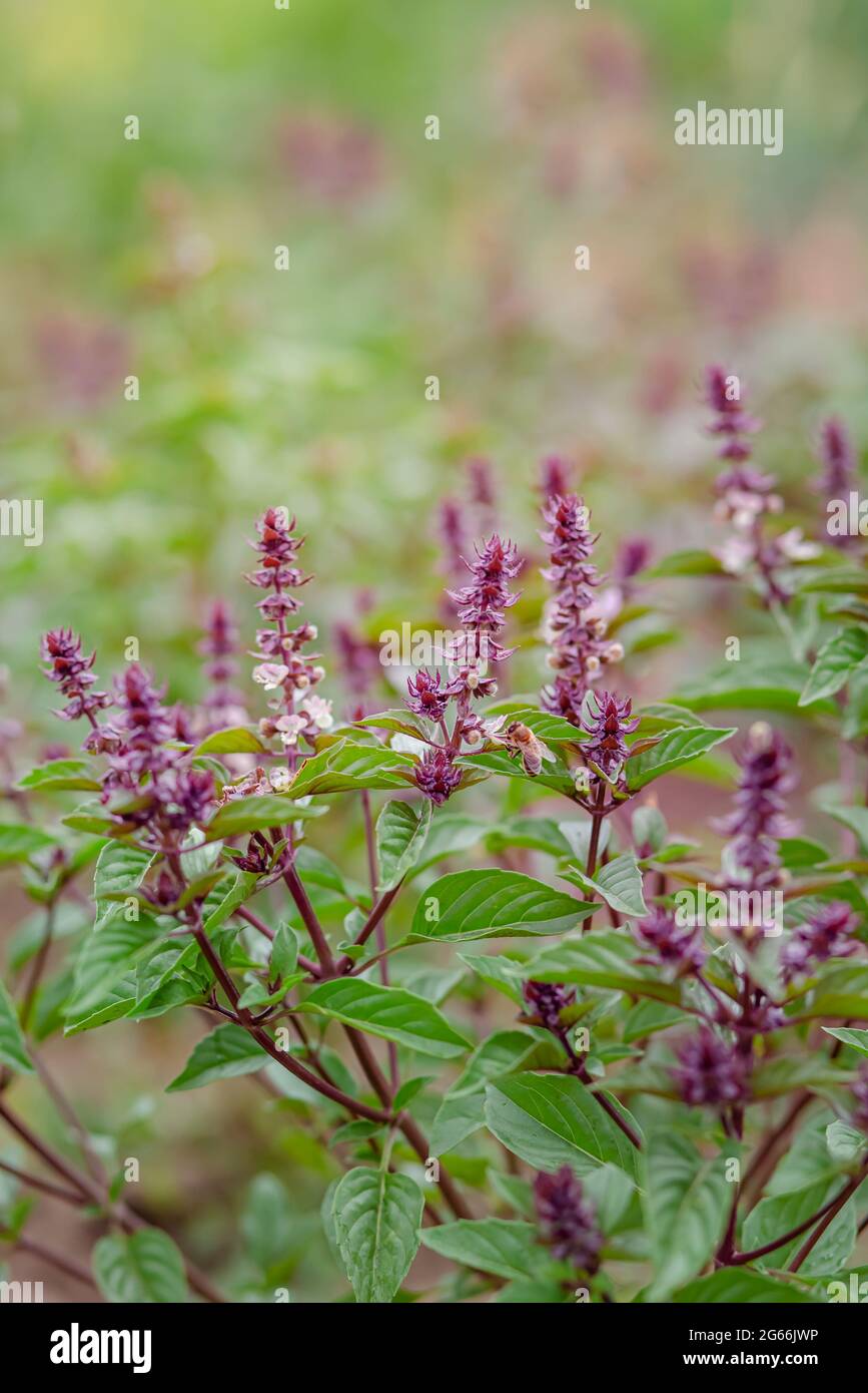 Green and purple field basil with stems, leaves. Fresh herbs for spices ...