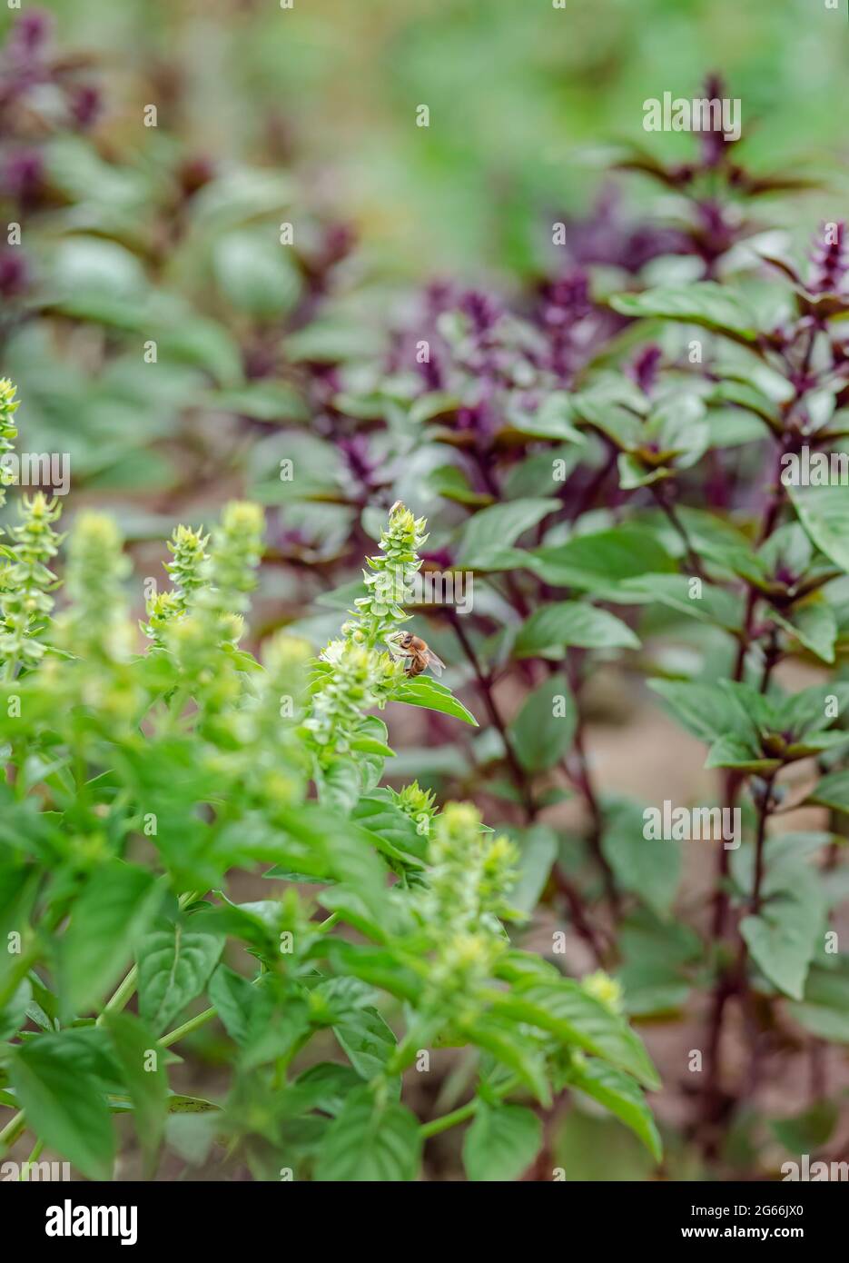 Green and purple field basil with stems, leaves. Fresh herbs for spices ...