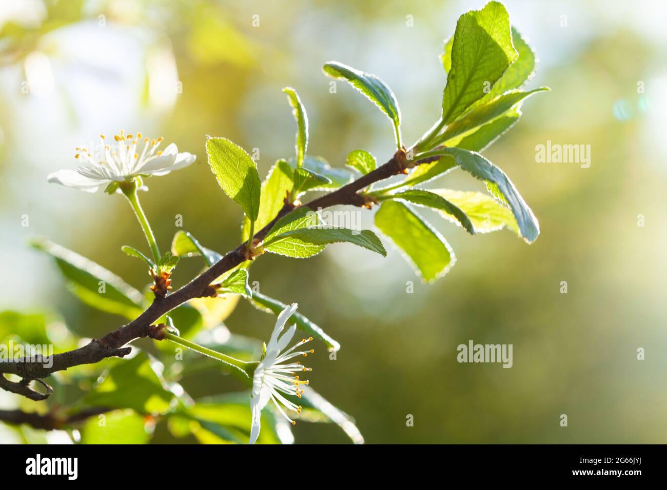 Nature of green leaf in garden at spring. Natural green leaves plants ...
