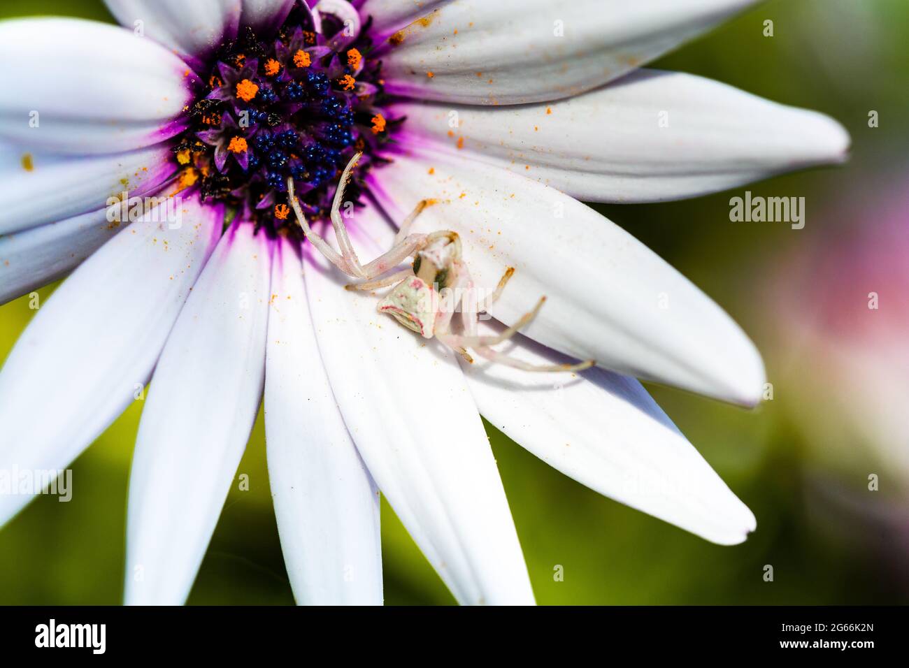 Spider With Pray High Resolution Stock Photography and Images - Alamy
