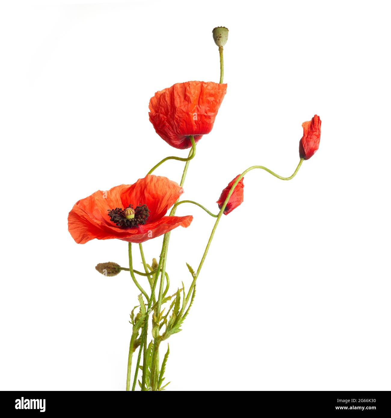 Bright red poppies flowers isolated on white background Stock Photo - Alamy