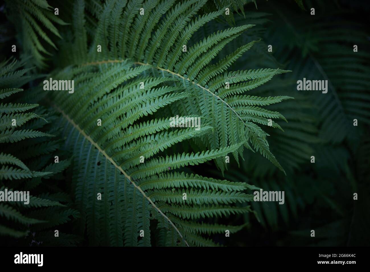 Beautiful background of ferns leaves. Green fern tree growing in summer ...