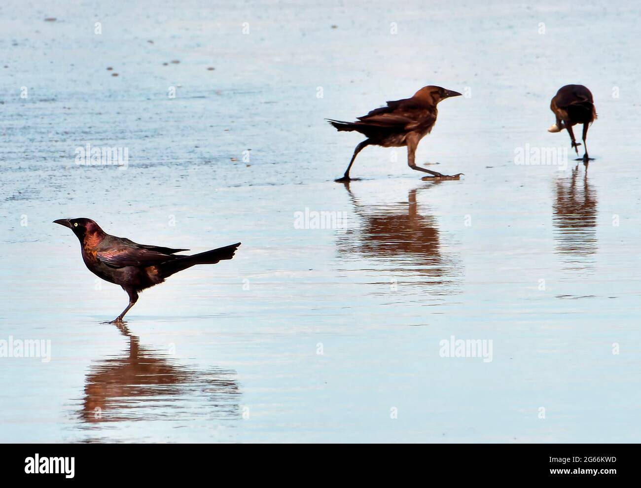 Fish Crows patrolling the water’s edge on a beach in North Carolina ...