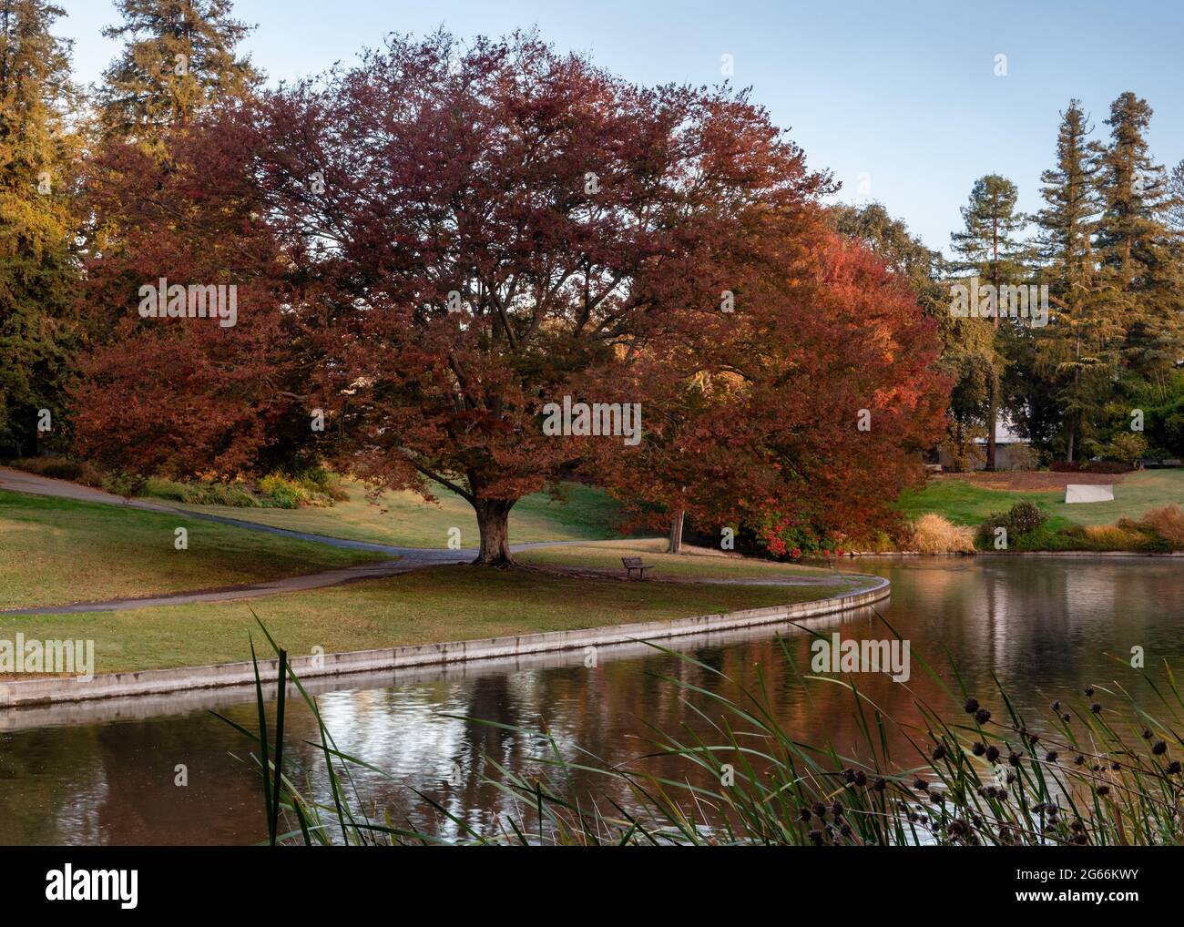 Colorful tree at the UC Davis arboretum in the Fall reflected on Lake ...