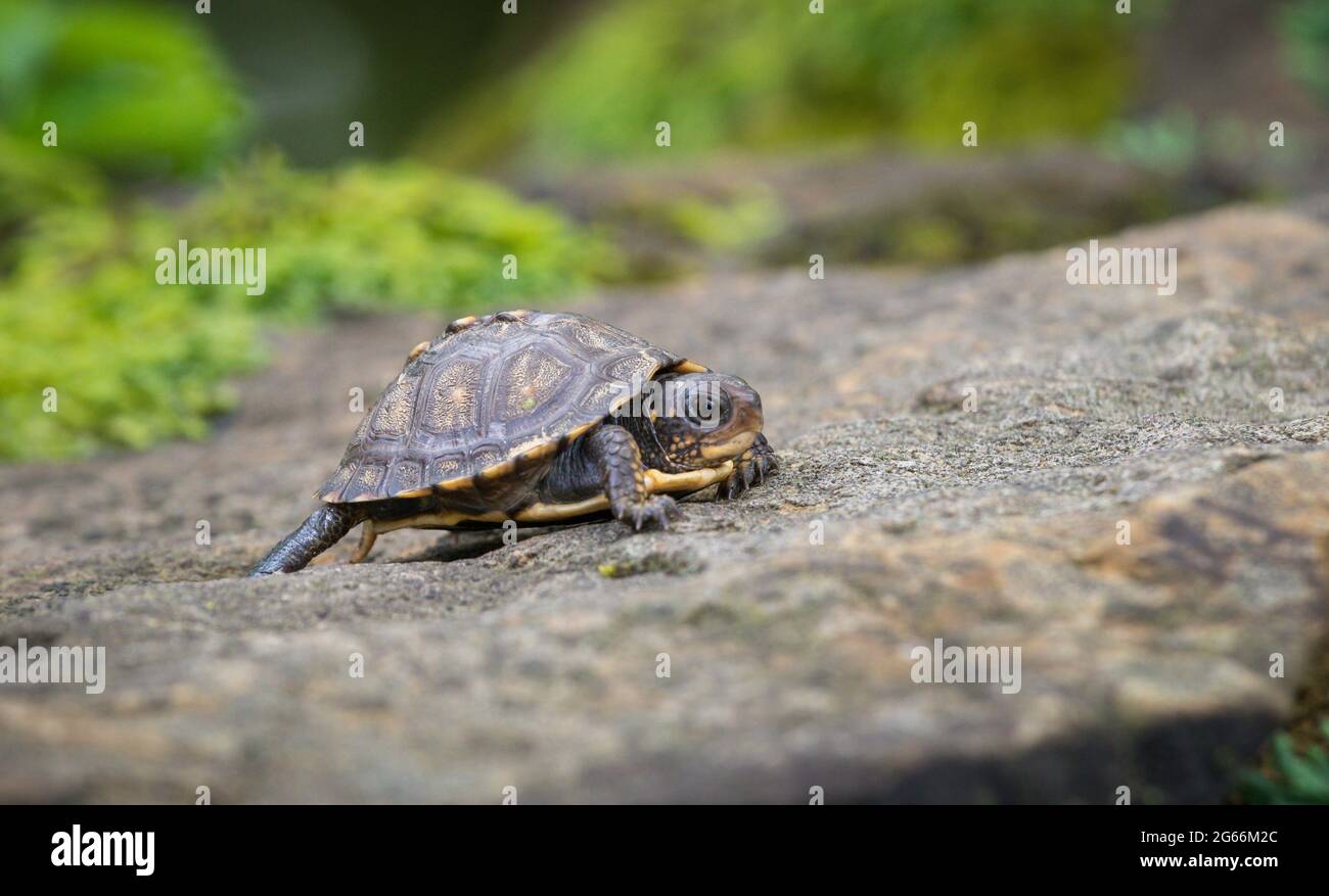 Tiny baby woodland box turtle (Terrapene carolina) crawling on a rock ...