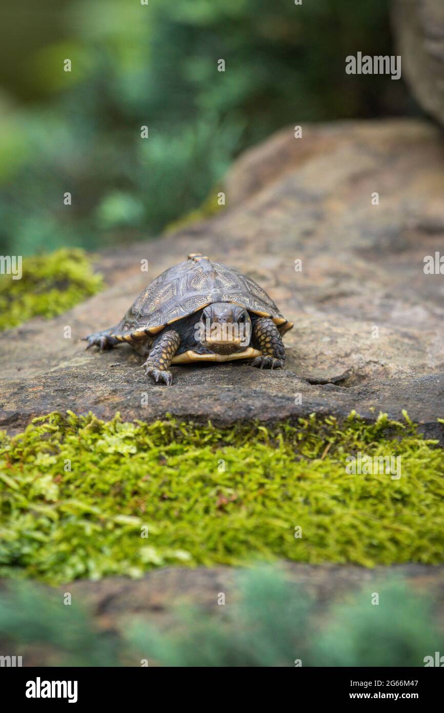 Tiny baby woodland box turtle (Terrapene carolina) crawling on a rock ...