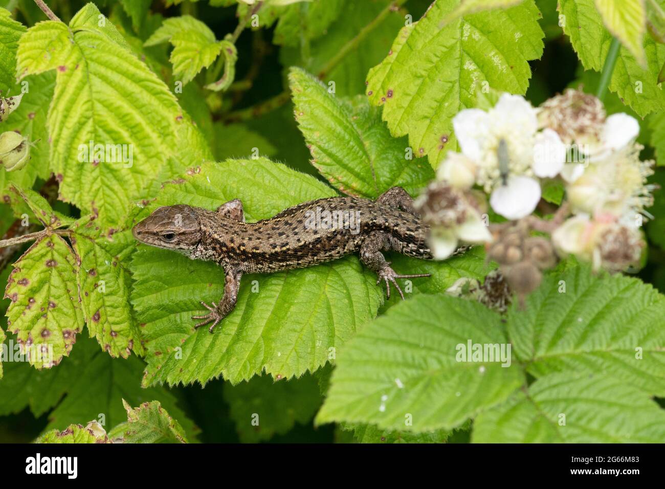 Zootoca vivipara basking lizard hi-res stock photography and images - Alamy