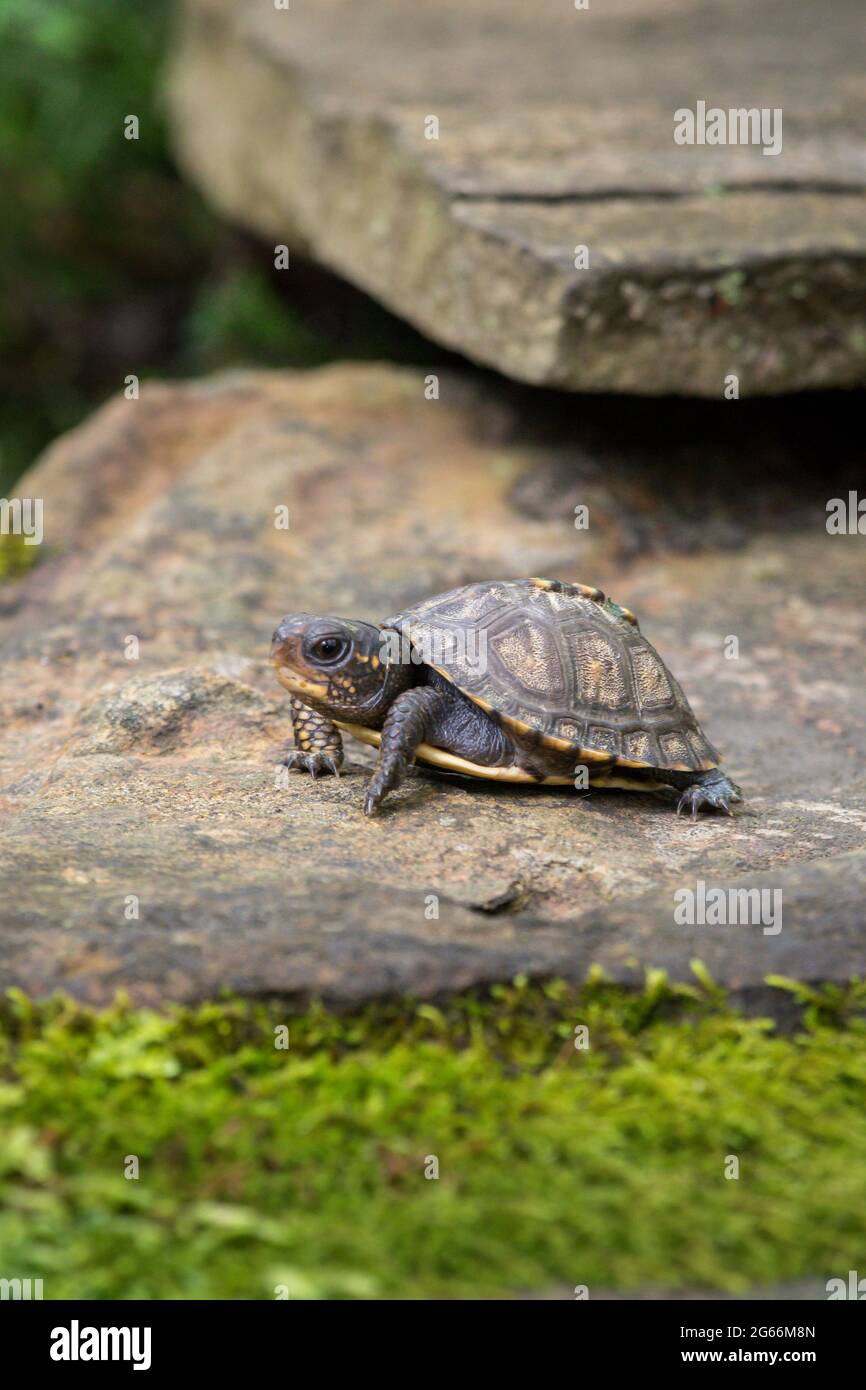 Tiny baby woodland box turtle (Terrapene carolina) crawling on a rock ...