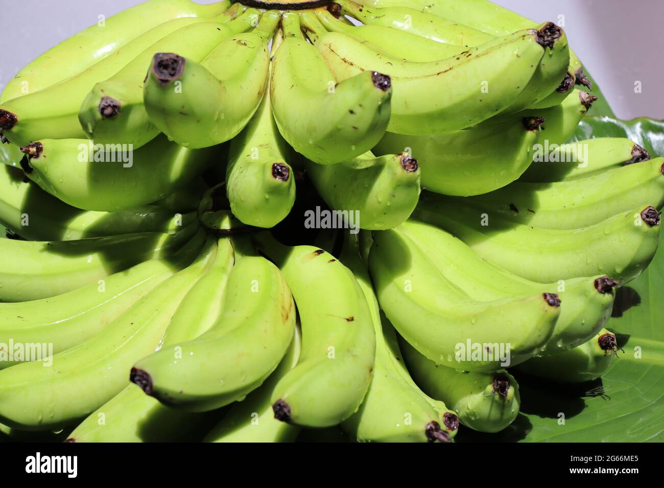 Home grow banana from Sri Lanka, very popular fruit to cultivate in ...
