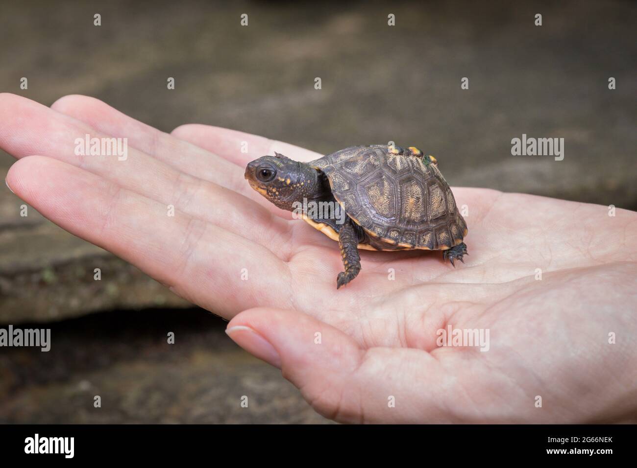Tiny baby woodland box turtle (Terrapene carolina) held in a persons ...