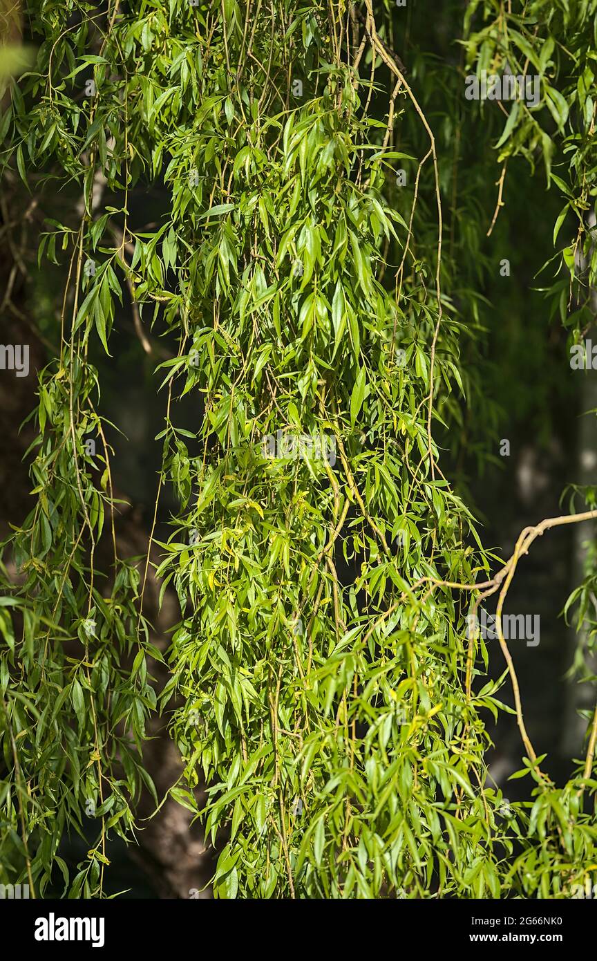 Beautiful closeup warm view of spring willow (Salix) tree leaves ...