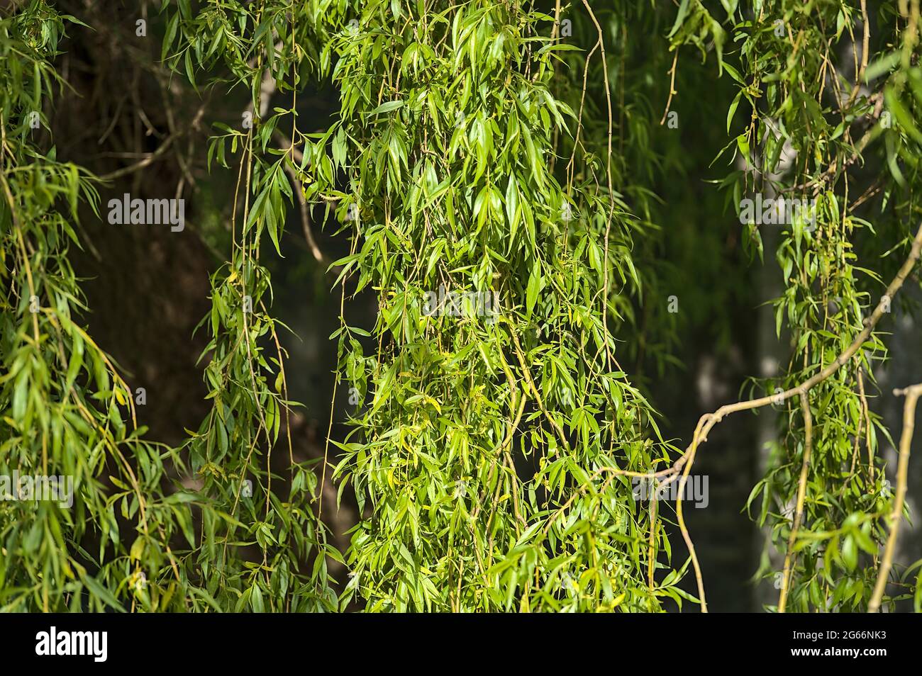 Beautiful closeup warm view of spring willow (Salix) tree leaves ...