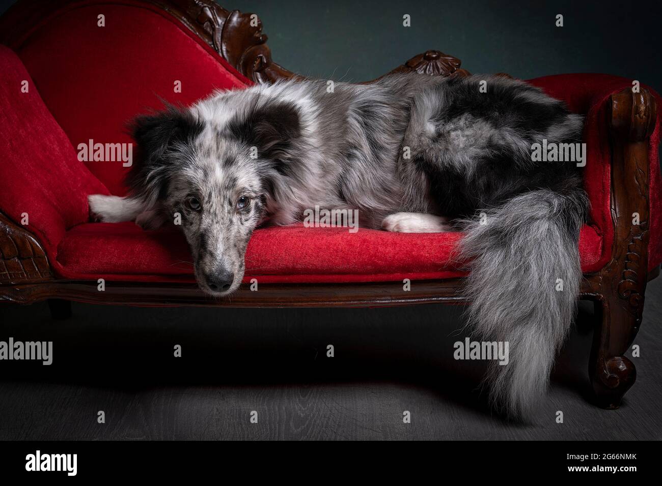 A Cute shetland sheepdog lying on a red sofa with dramatic stillife ...
