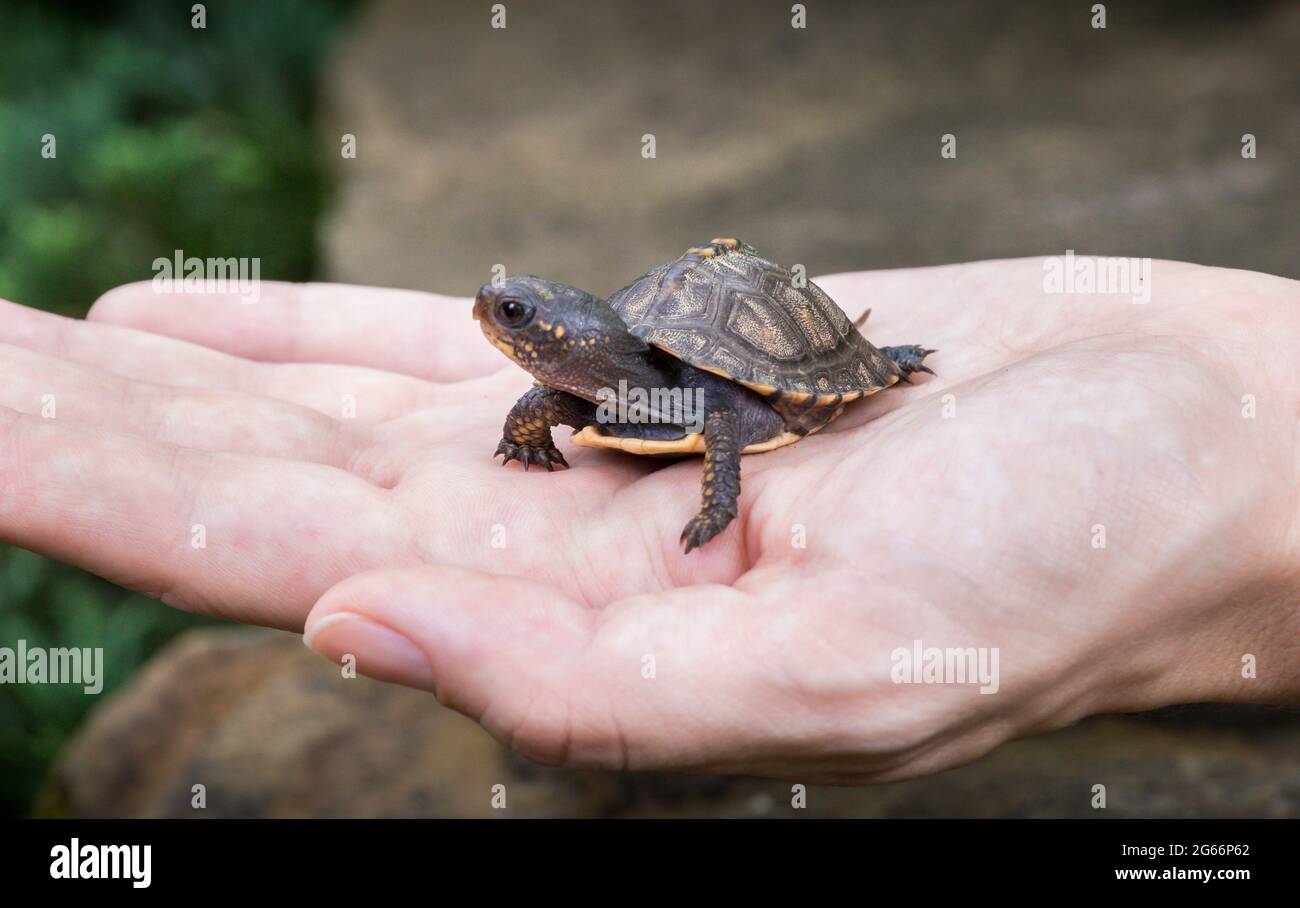 Tiny baby woodland box turtle (Terrapene carolina) held in a persons ...