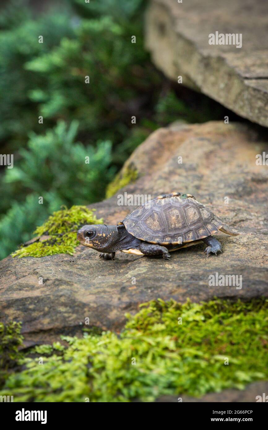 Tiny baby woodland box turtle (Terrapene carolina) crawling on a rock ...