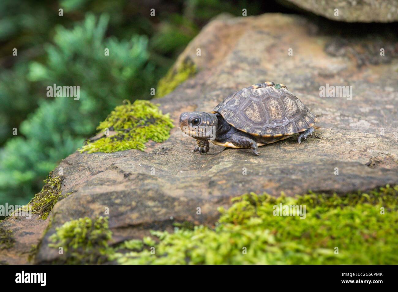 Tiny baby woodland box turtle (Terrapene carolina) crawling on a rock ...