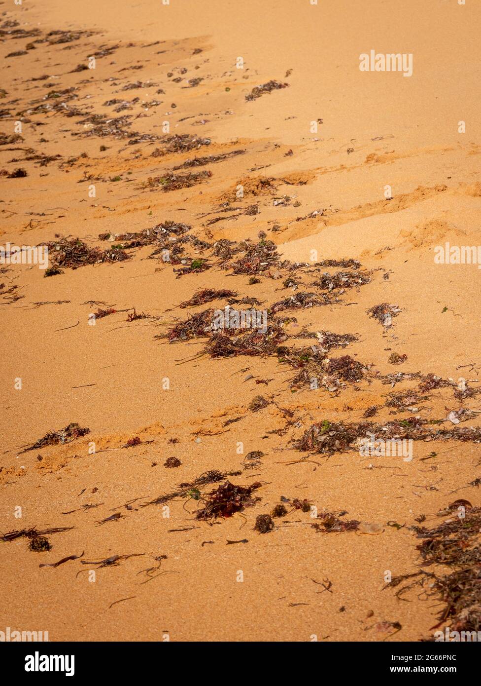 Algae in the Sand Near the Shore of the Beach at the Taroa Dunes, La ...