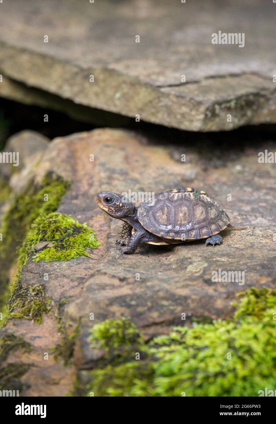 Tiny baby woodland box turtle (Terrapene carolina) crawling on a rock ...