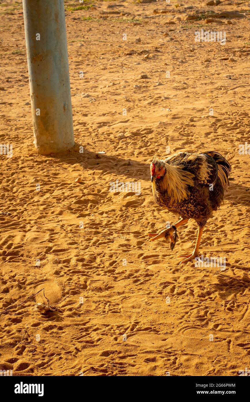 Yellow Chicken Running to Hide in La Guajira, Colombia Stock Photo - Alamy
