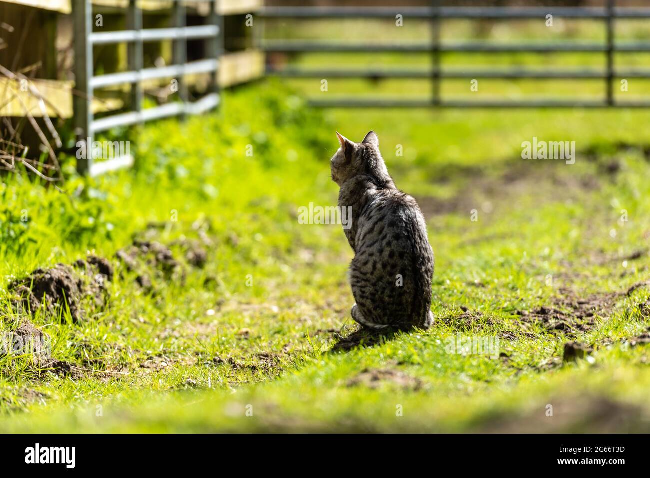 Spotted farm cat by farm gate ii sitting. Strumpsahw Fen, April 2021 ...