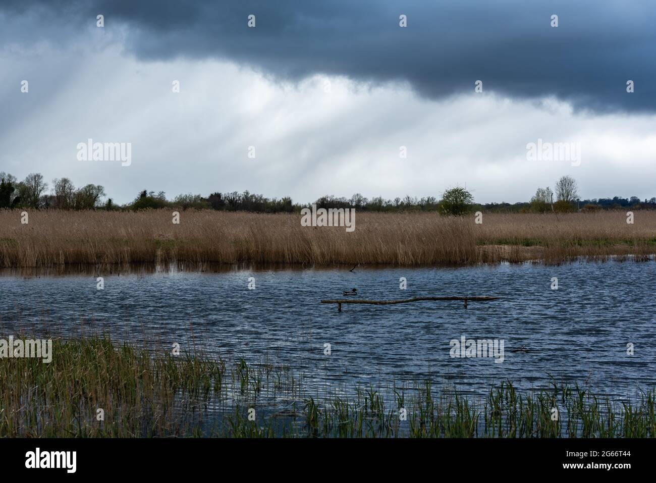 Fenland reeds hi-res stock photography and images - Alamy