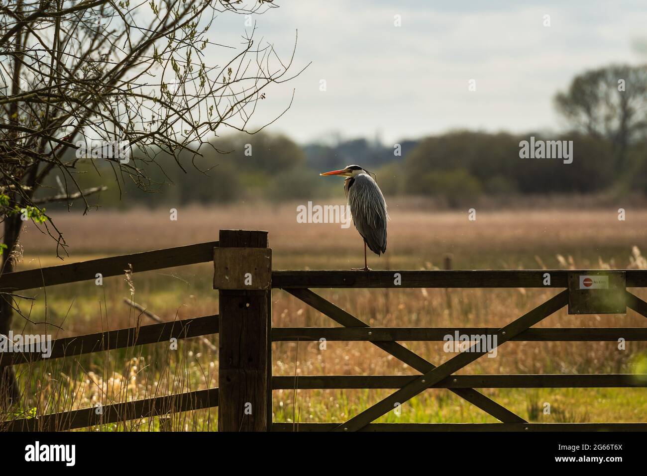 Fen wildlife hi-res stock photography and images - Alamy
