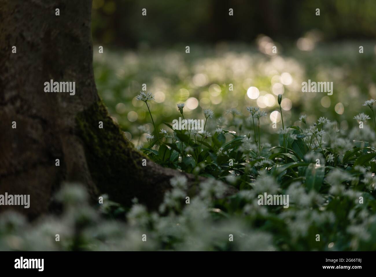 Wild garlic around tree trunk, bokeh bg. Lower Wood NWT, May 2021 Stock Photo - Alamy