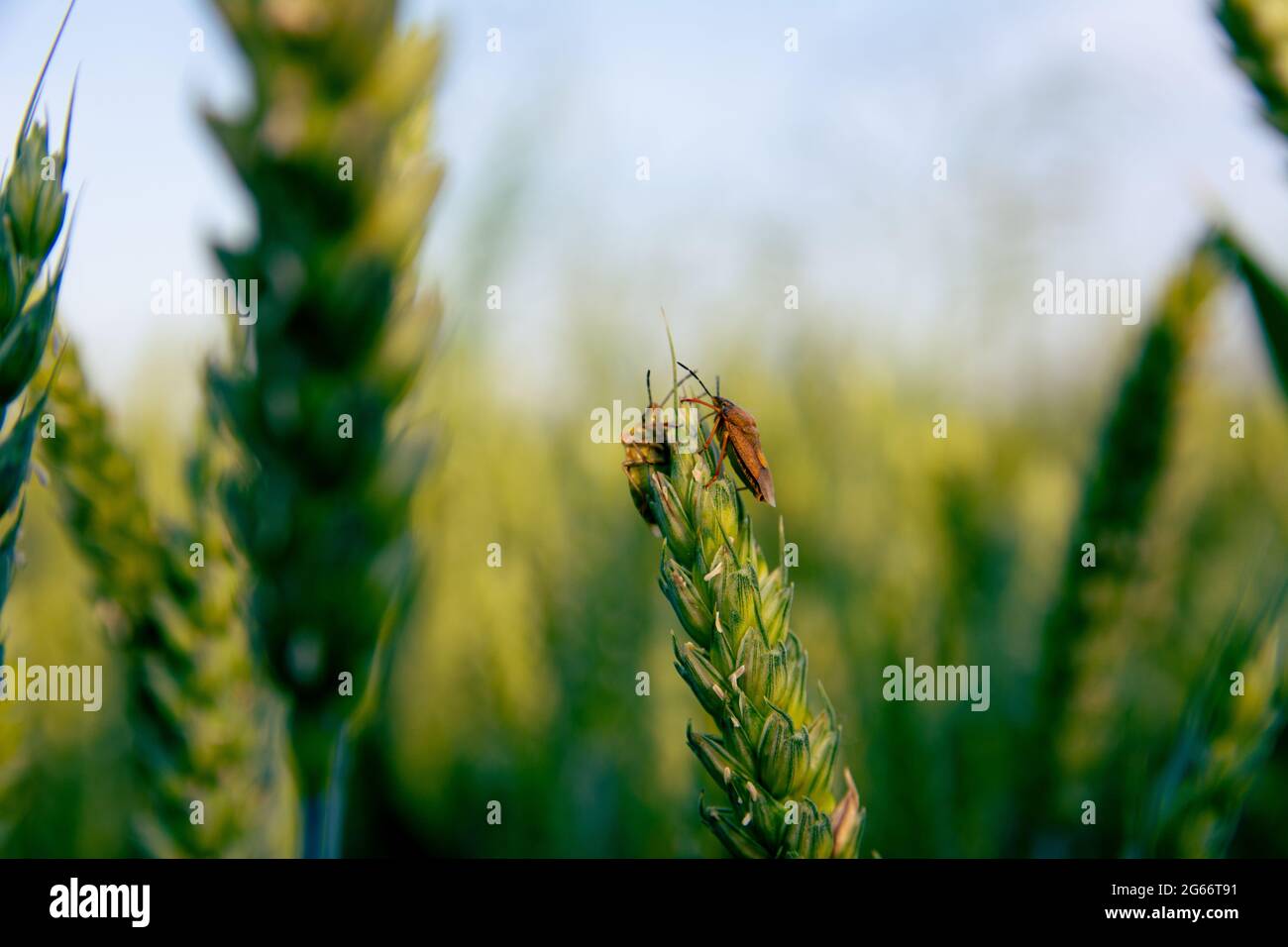 Two beetles from the family of bugles are sitting on a green ear ...