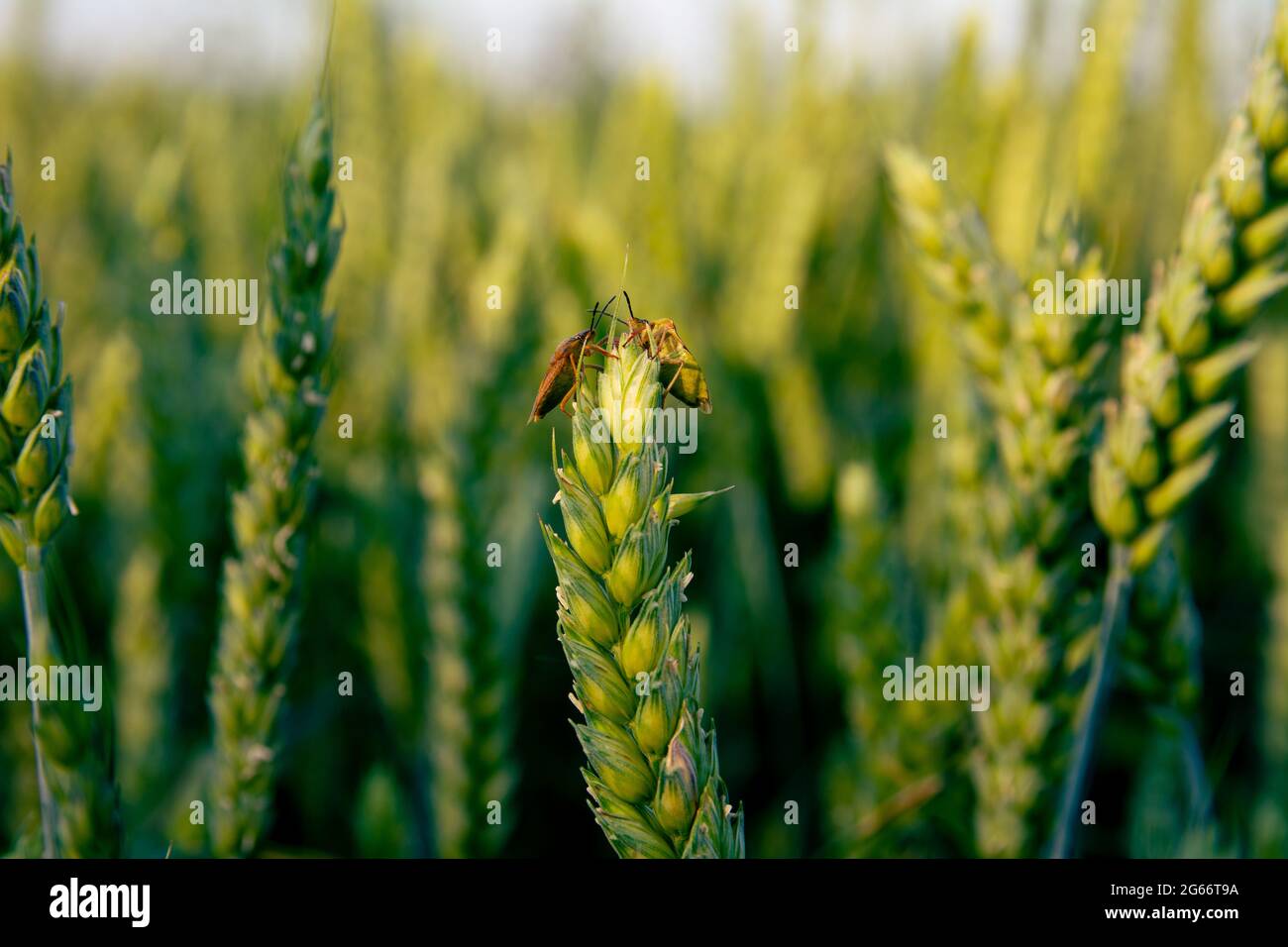 Two beetles from the family of bugles are sitting on a green ear ...