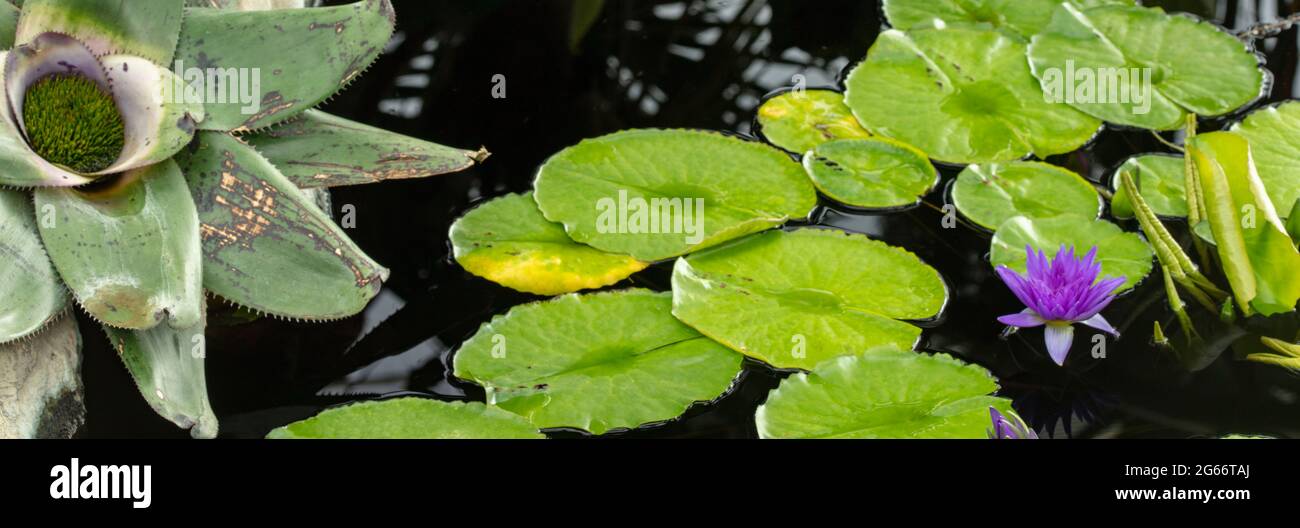 Beautiful Nymphaea 'King of Siam’, Nymphaea King of the Blues, Numpheae ...