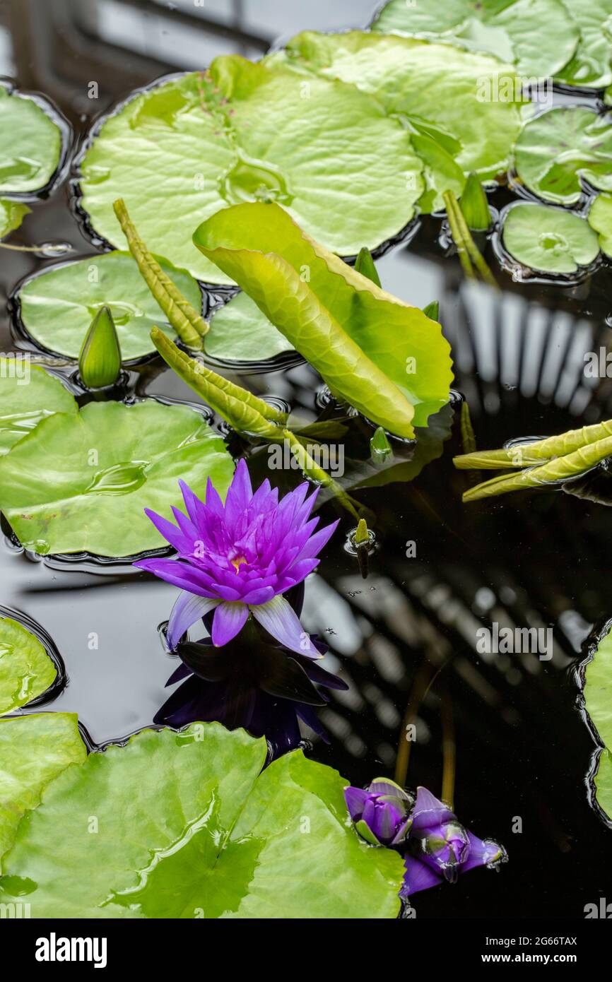 Beautiful Nymphaea 'King of Siam’, Nymphaea King of the Blues, Numpheae ...
