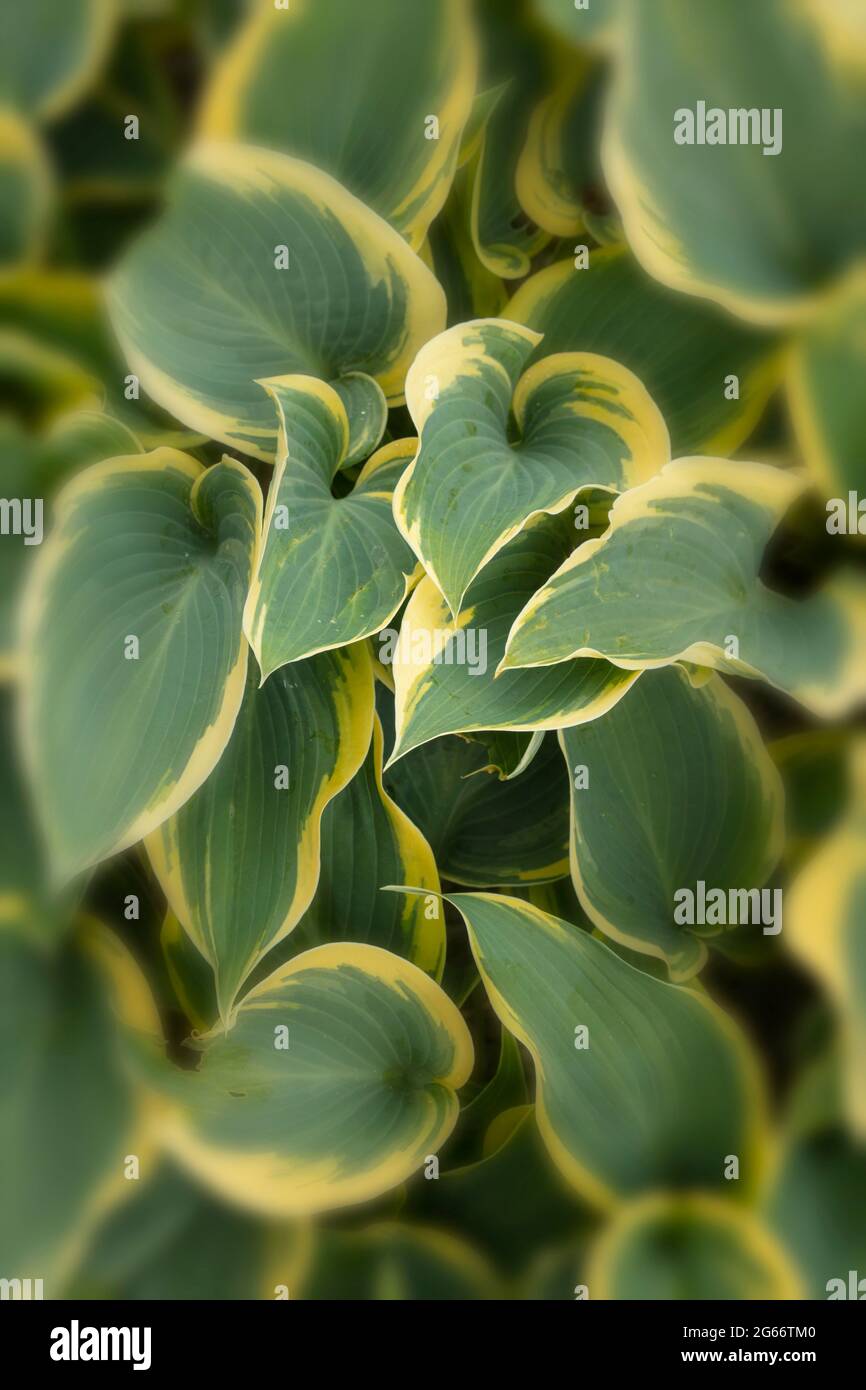 Close-up attractive Hosta 'First Frost’, plantain lily 'First Frost ...