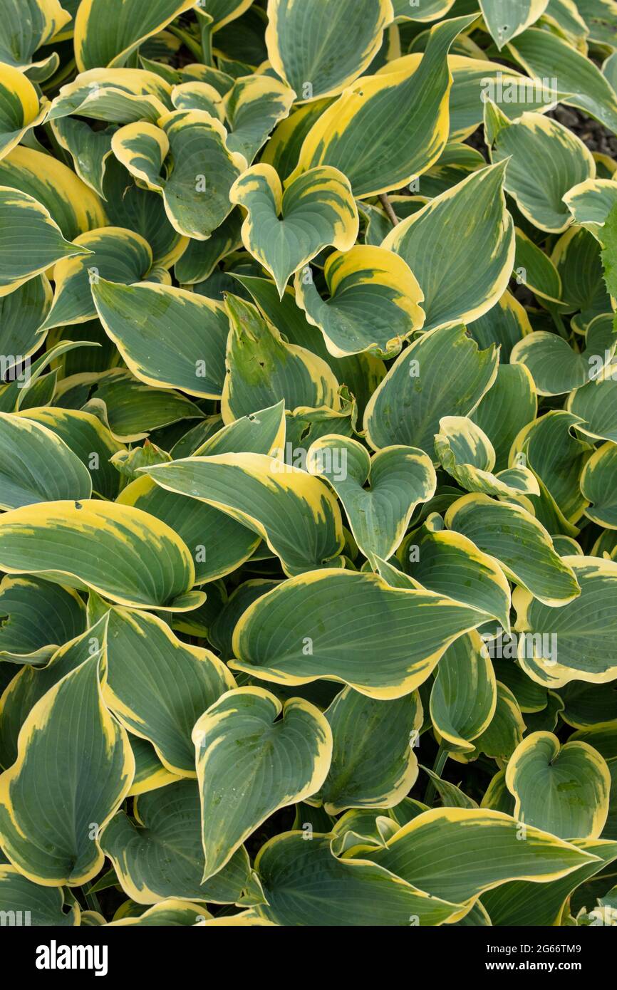Close-up attractive Hosta 'First Frost’, plantain lily 'First Frost ...