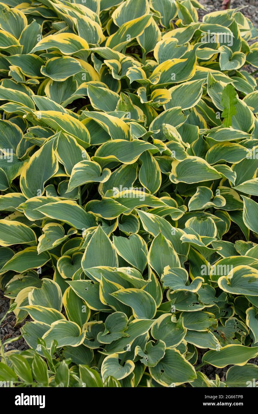 Close-up attractive Hosta 'First Frost’, plantain lily 'First Frost ...