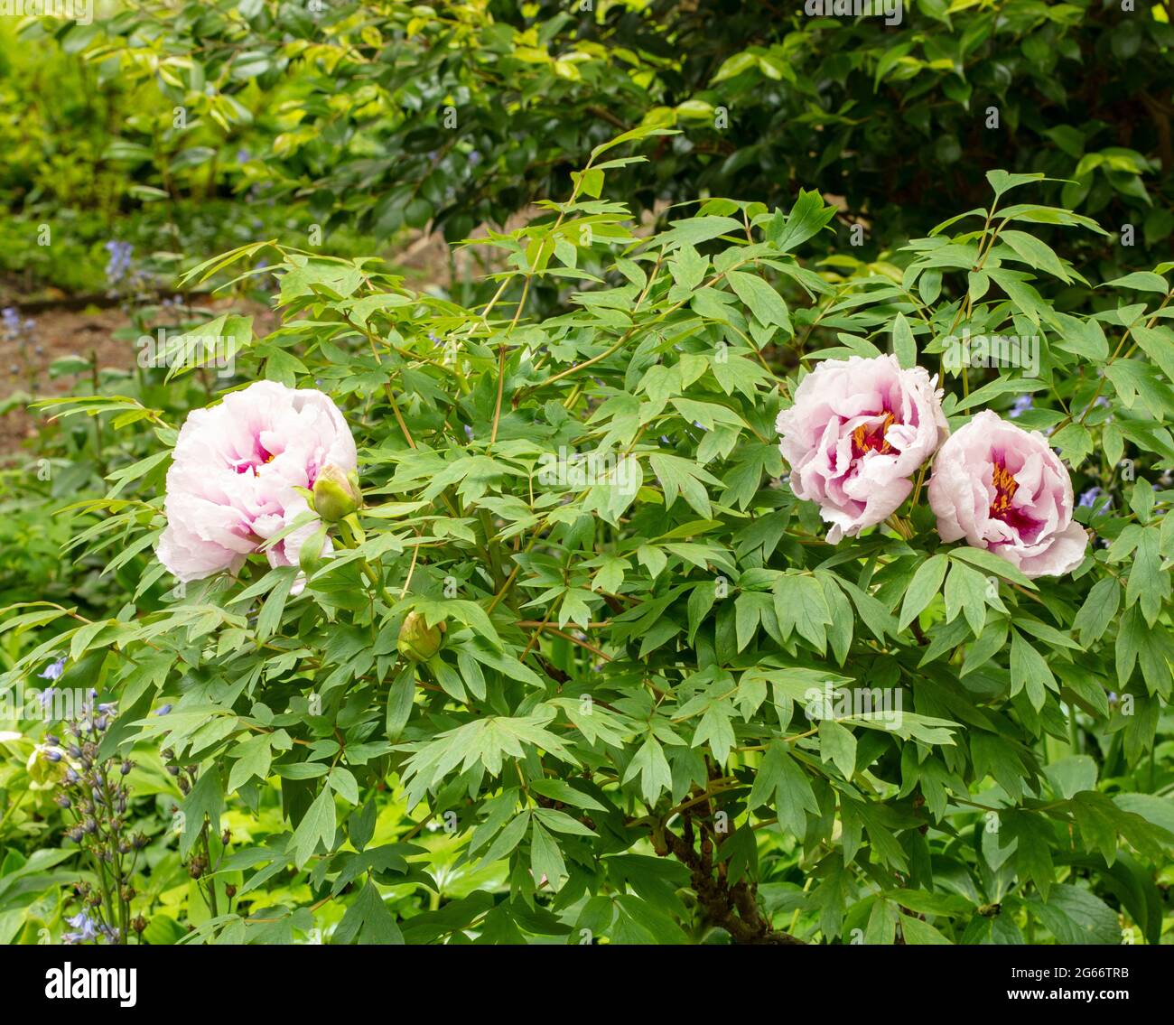 Paeonia × suffruticosa, Chinese tree peony, moutan peony, Paeonia × ...