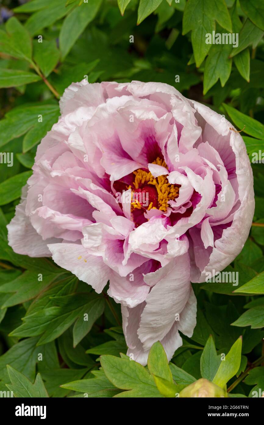 Paeonia × suffruticosa, Chinese tree peony, moutan peony, Paeonia × ...
