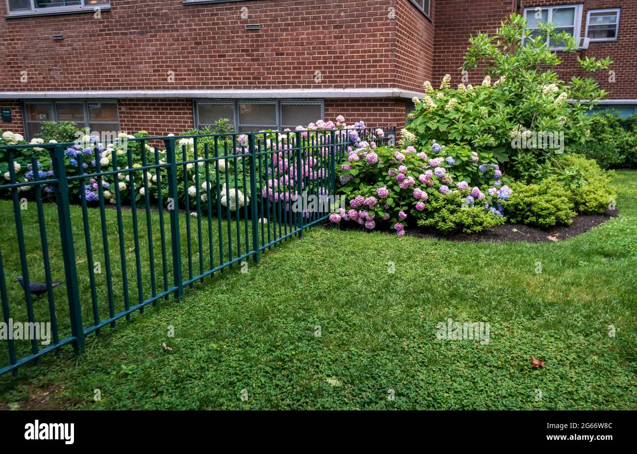 A row of hydrangeas bisected by a fence on the grounds of an apartment ...