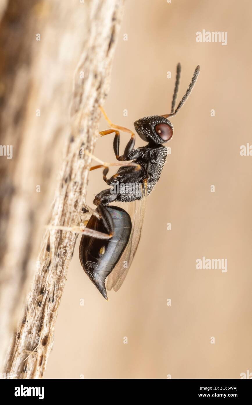 A female Eurytomid Wasp (Eurytoma sp.) prepares to oviposit on the side ...