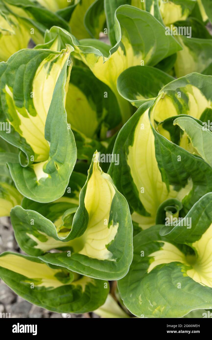 Glamorous Hosta 'Whirlwind' (fortunei), plantain lily 'Whirlwind ...
