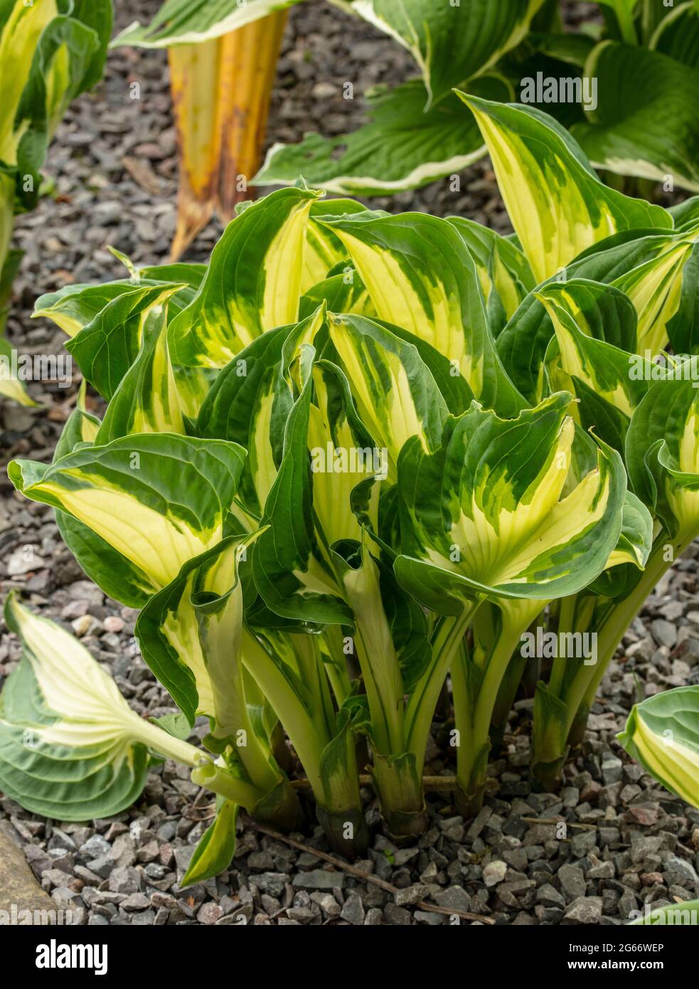 Glamorous Hosta 'Whirlwind' (fortunei), plantain lily 'Whirlwind ...