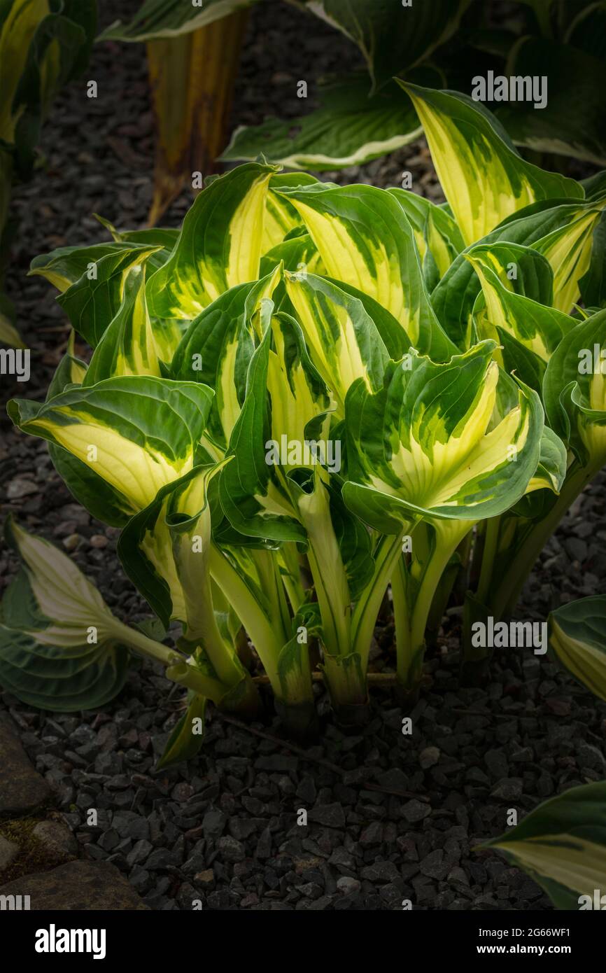 Glamorous Hosta 'Whirlwind' (fortunei), plantain lily 'Whirlwind ...