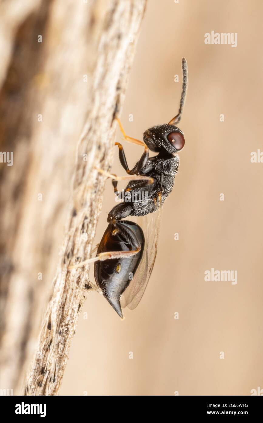 A female Eurytomid Wasp (Eurytoma sp.) prepares to oviposit on the side ...