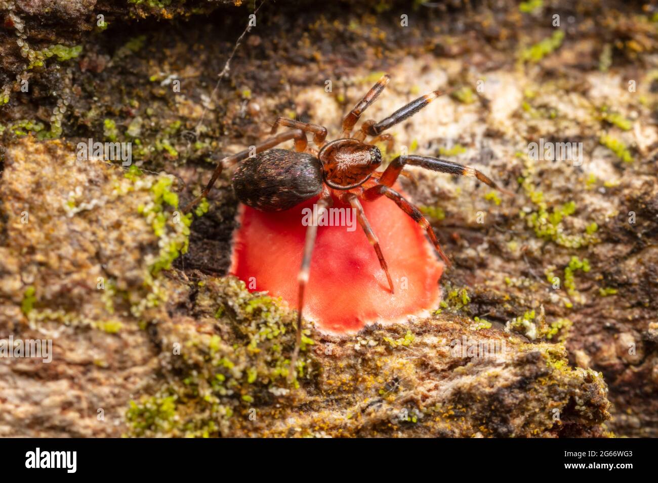 Spiders with eggs hi-res stock photography and images - Alamy